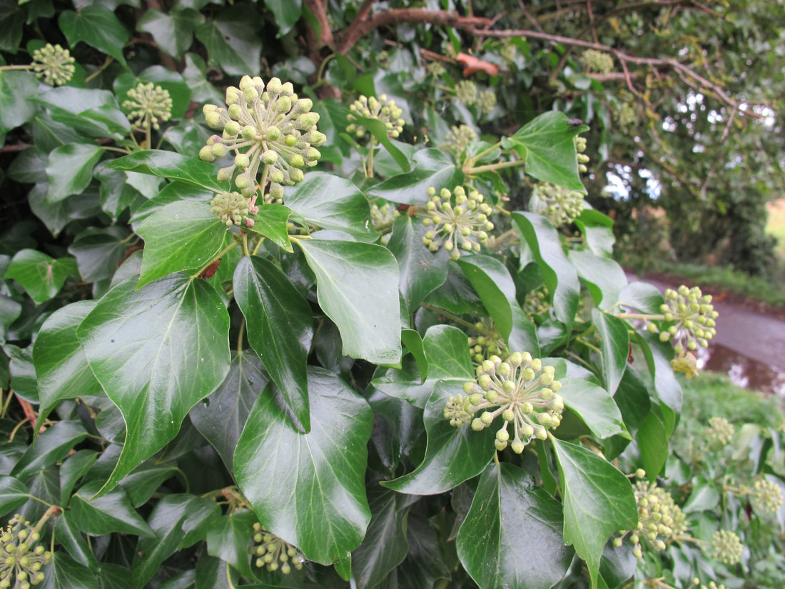 Common Ivy | Pitchcare