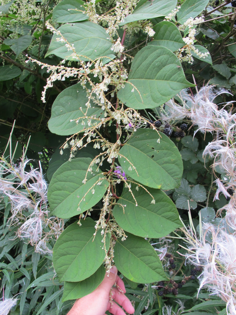 Japanese Knotweed | Pitchcare